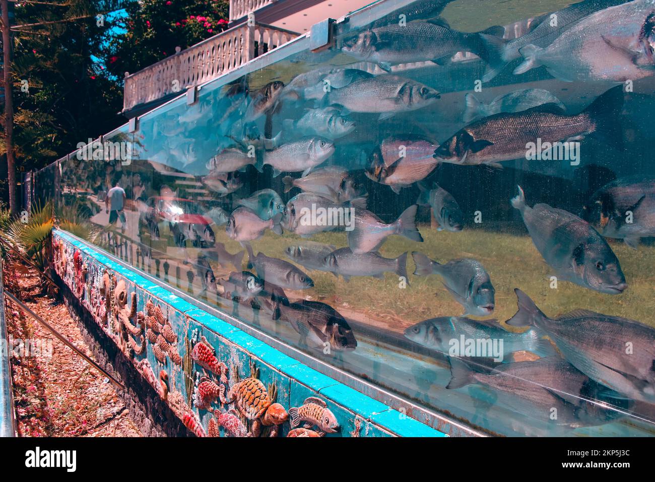 Floating fish in aquarium hi-res stock photography and images - Alamy