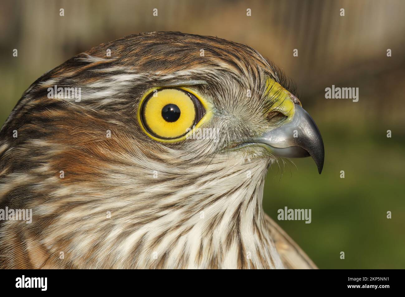 Detailed closeup on the head of a European sparrowhawk, Accipiter nisus ...