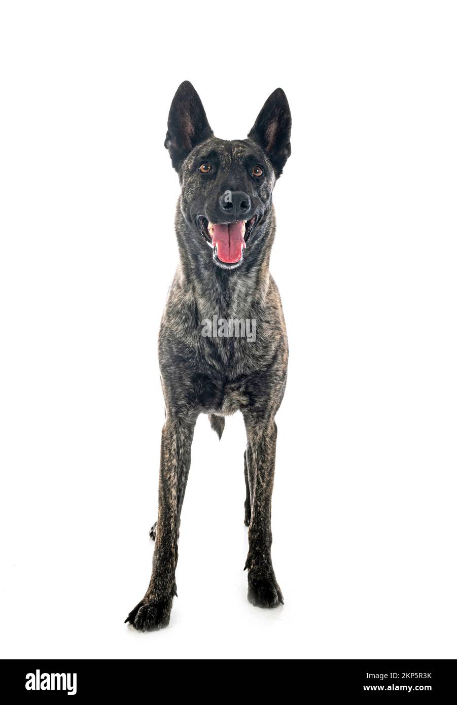 Dutch Shepherd in front of white background Stock Photo - Alamy