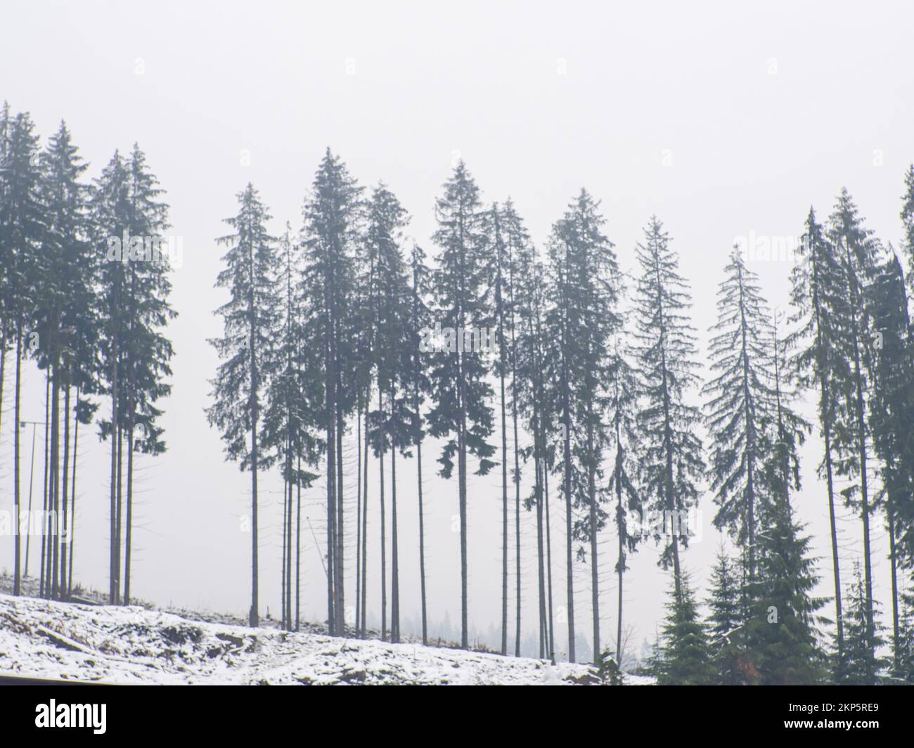 Winter forest in the Carpathians Stock Photo - Alamy