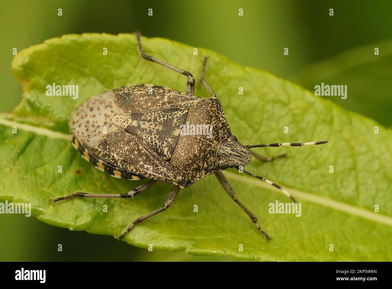 Natural closeup on a European mottled shieldbug, Rhaphigaster nebulosa ...