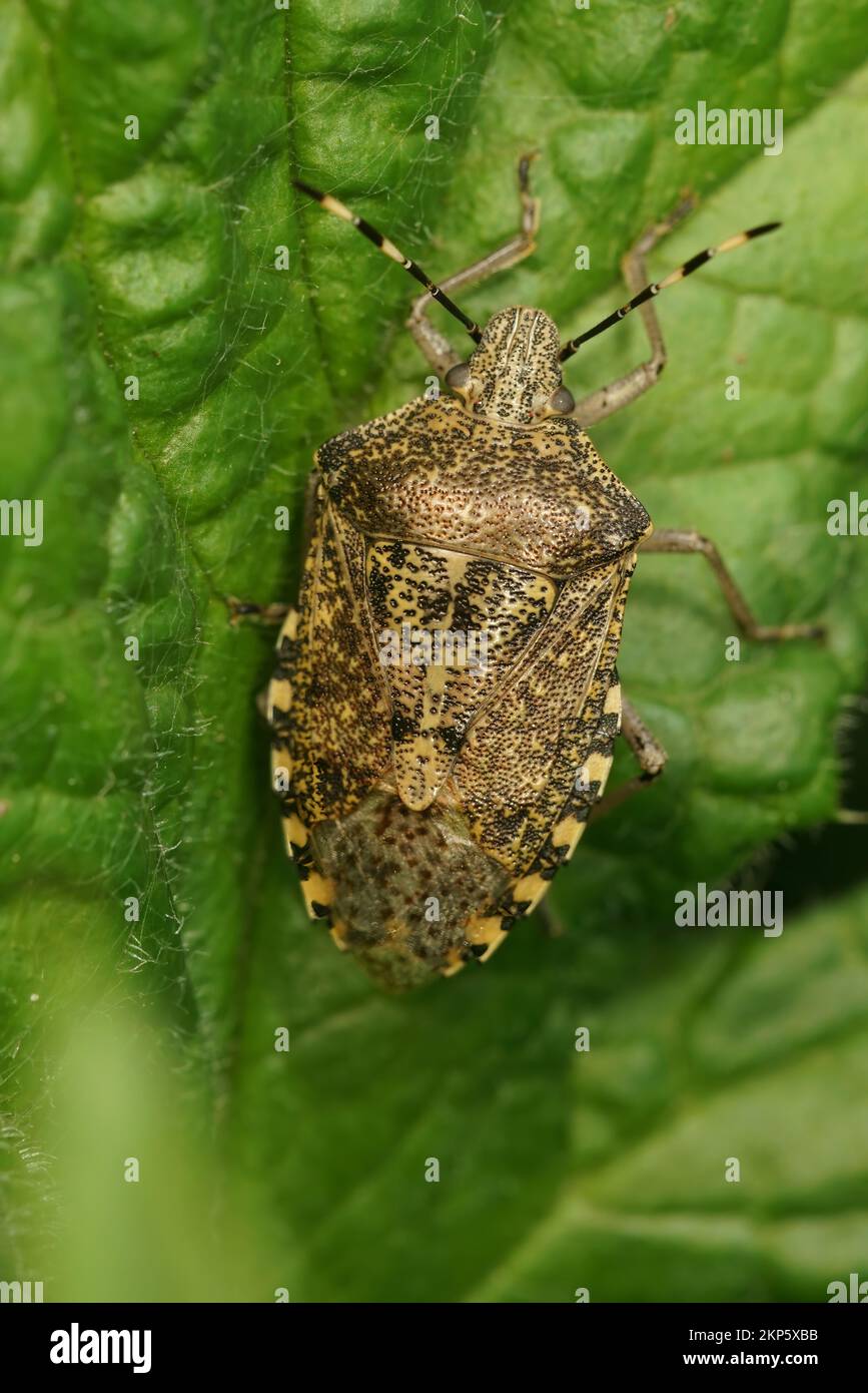 Rhaphigaster nebulosa hi-res stock photography and images - Alamy