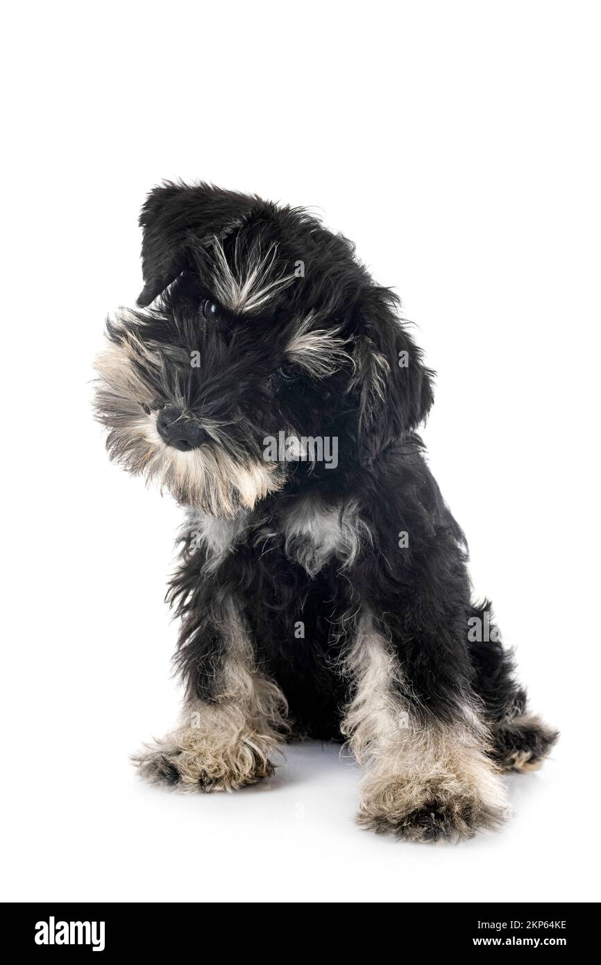 miniature schnauzer in front of white background Stock Photo - Alamy