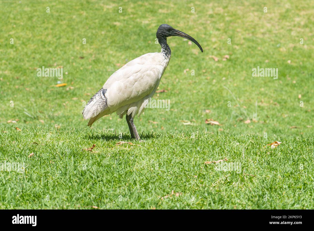 Australian White Ibis (Threskiornis Moluccus Stock Photo - Alamy