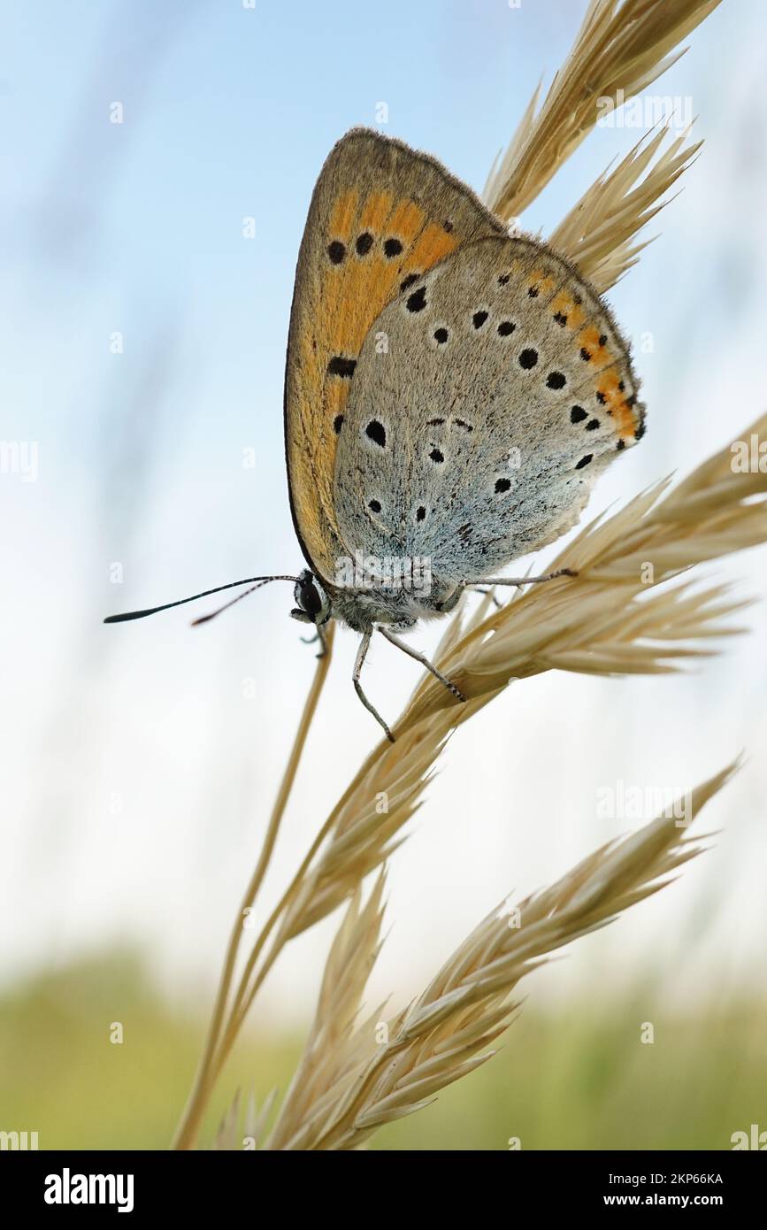 Natural upward closeup on the Large copper, Lycaena dispar, sitting ...