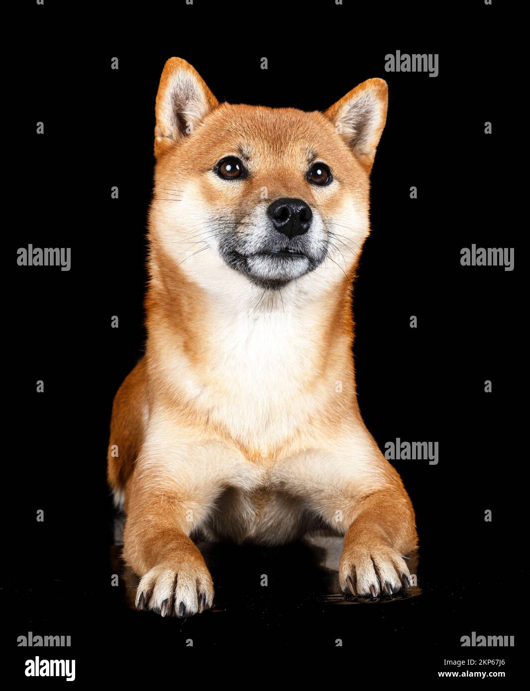 shiba inu in front of black background Stock Photo - Alamy