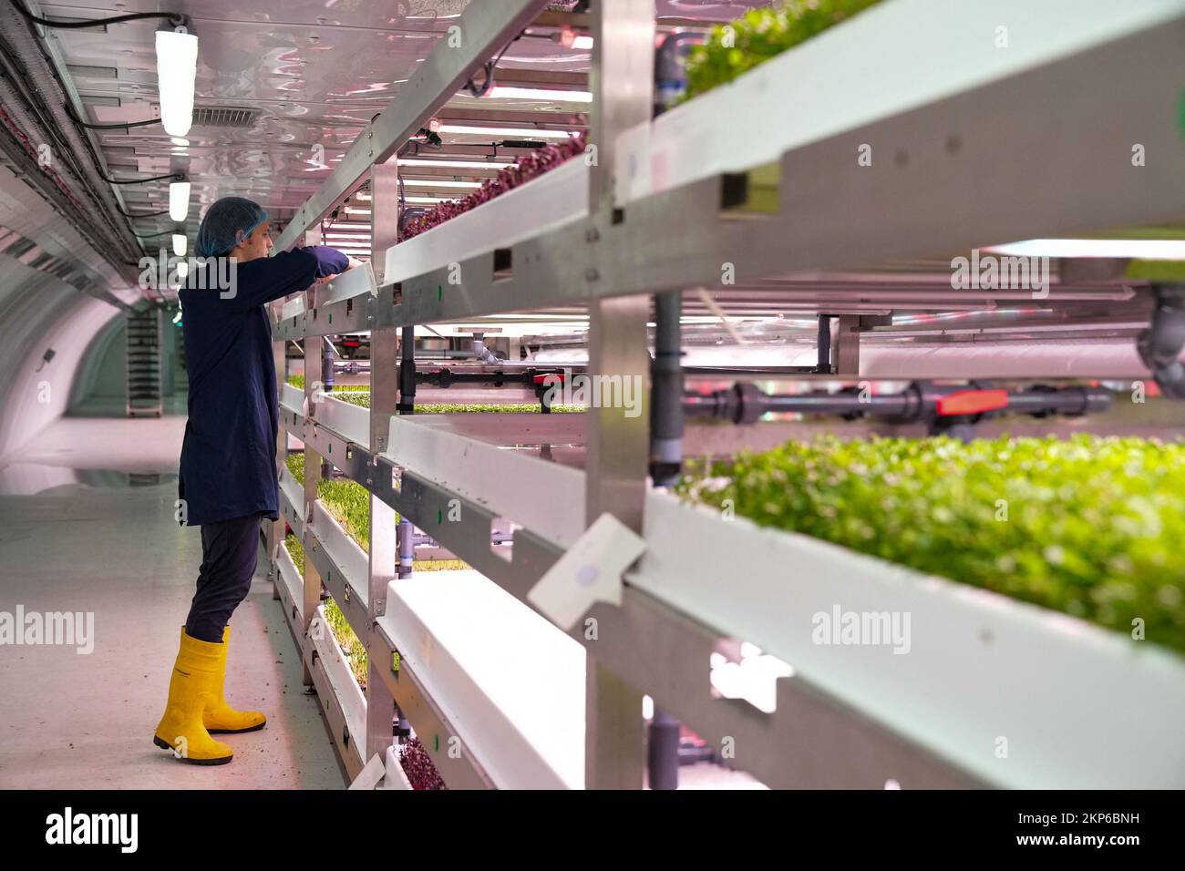 Hydroponic london hi-res stock photography and images - Alamy