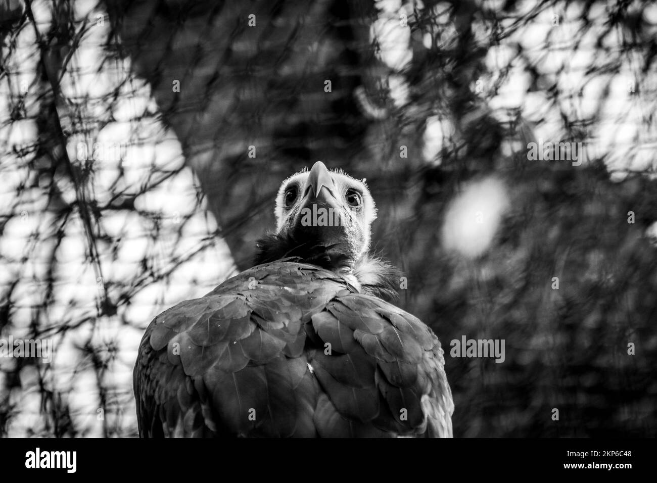 A low angle grayscale of an eagle against the fence Stock Photo - Alamy