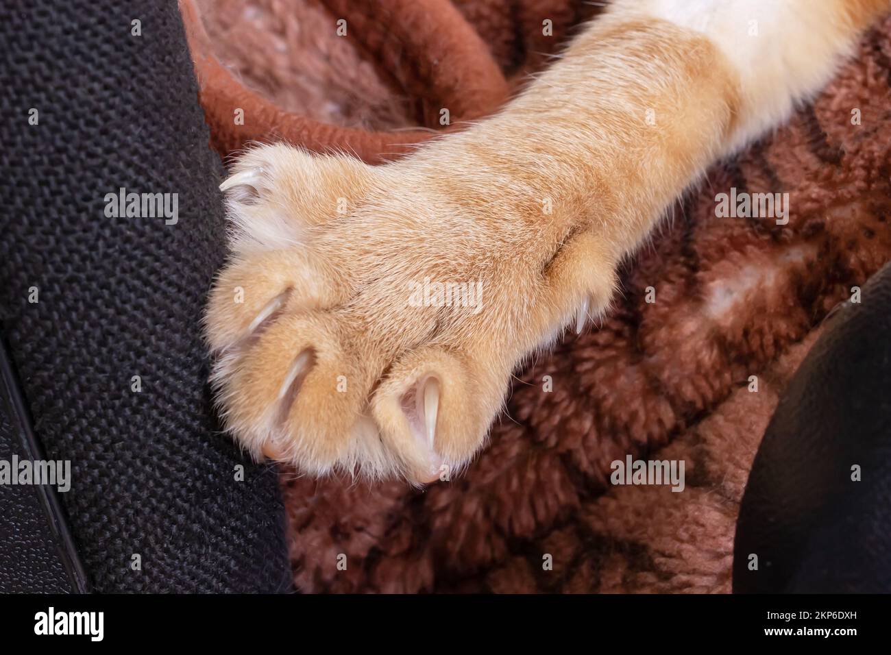 Cat's paw with claws on the fabric close up Stock Photo - Alamy