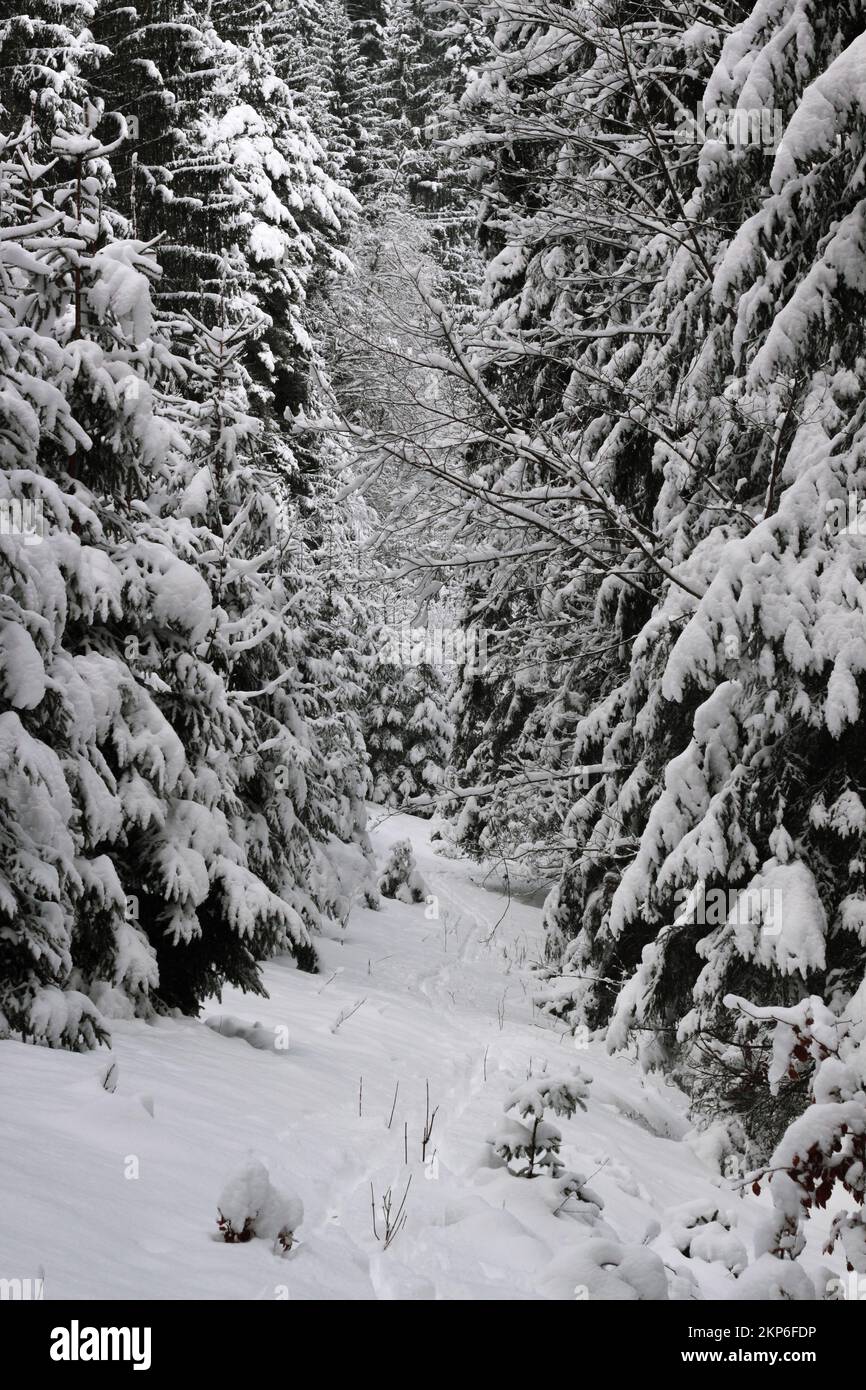 a path covered with fresh snow passes between tall fir trees whose ...