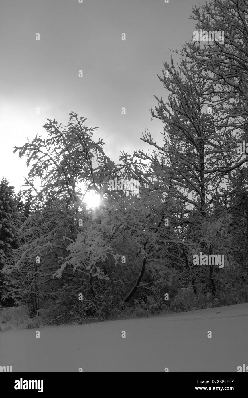 The trees are covered with fresh snow, the sun stands out despite the ...
