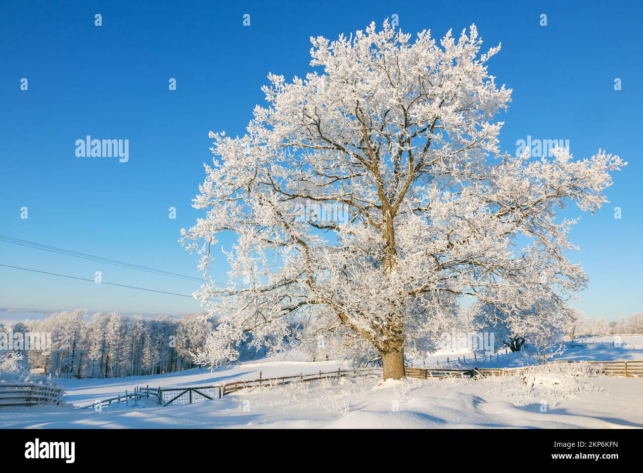 Snowy Oak tree in winter landscape Stock Photo - Alamy