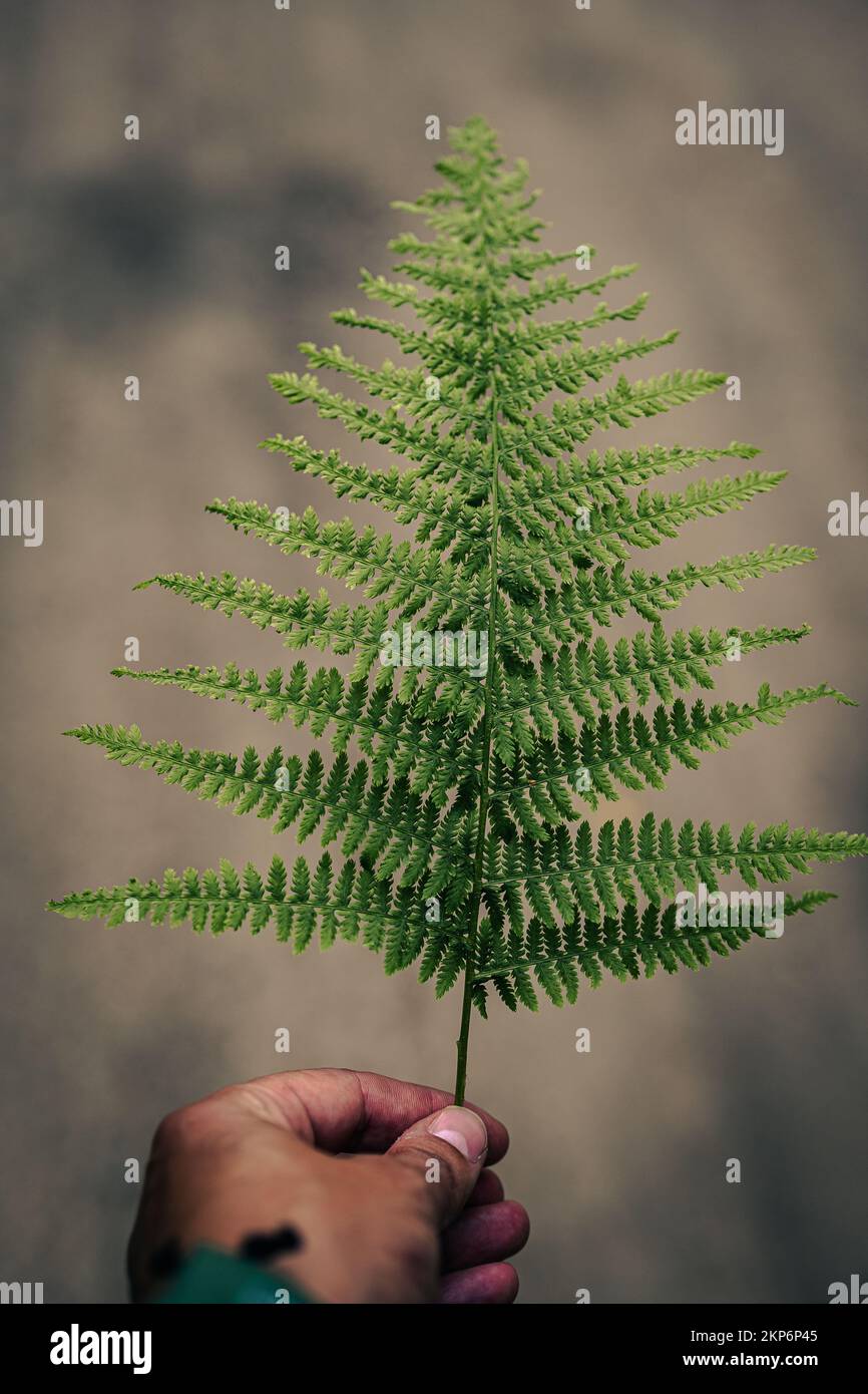 A hand holding a Fern tree with blur background Stock Photo - Alamy