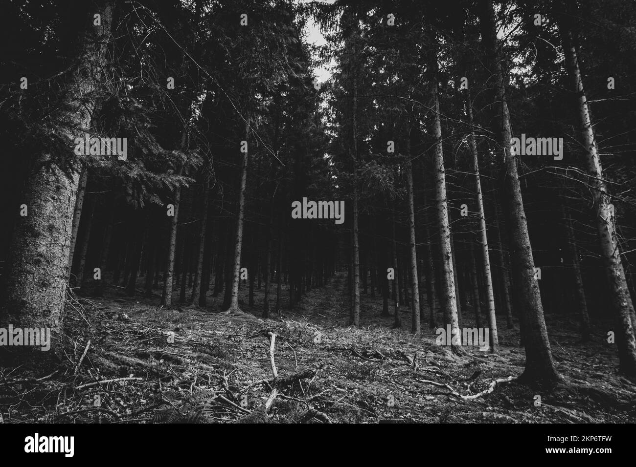 Lush dense Black and White Stock Photos & Images - Alamy