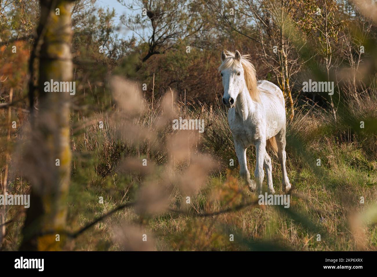 White Camargue horse in the south of France. Horses raised in freedom ...