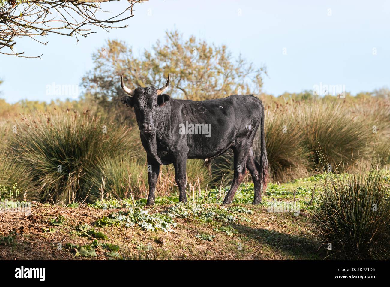 Young Camargue bull in the south of France. Bulls raised in the ponds ...