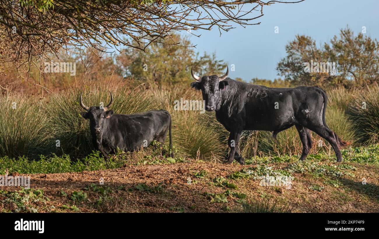 Young Camargue bull in the south of France. Bulls raised in the ponds ...