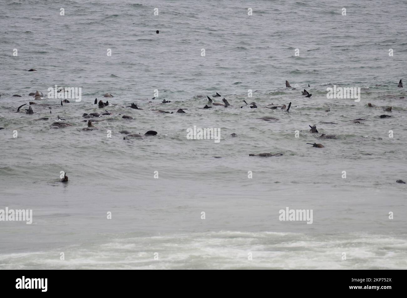 Colony of Seals at Cape Cross Namibia Africa Stock Photo - Alamy