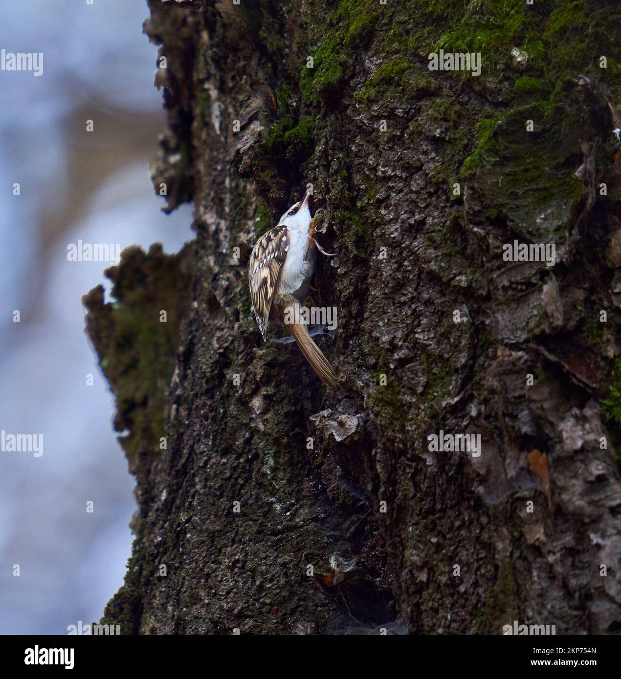Eurasian tree creeper (Certhia familiaris) on a tree bark Stock Photo ...
