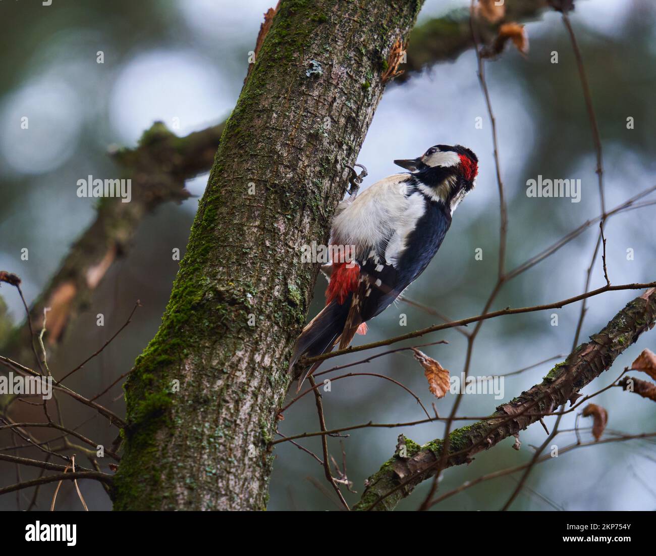 Middle spotted woodpecker pecking on a tree for insects Stock Photo - Alamy