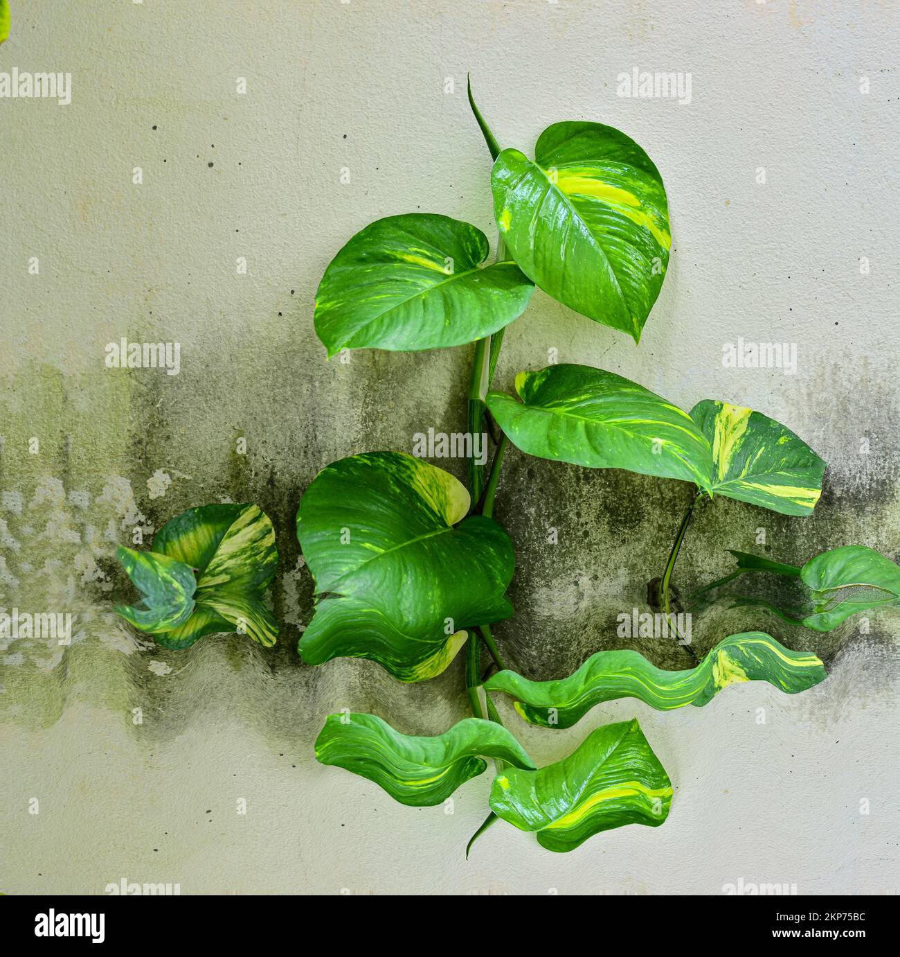 Epipremnum aureum sticks to the wall with reflect Stock Photo - Alamy