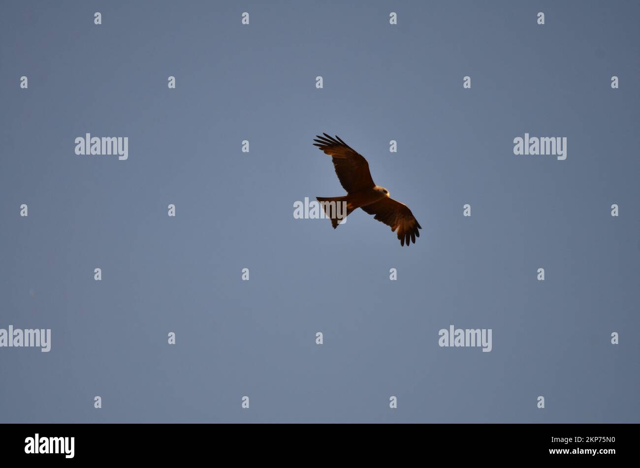 Milan bird black kite in blue Sky Namibia Africa Stock Photo - Alamy