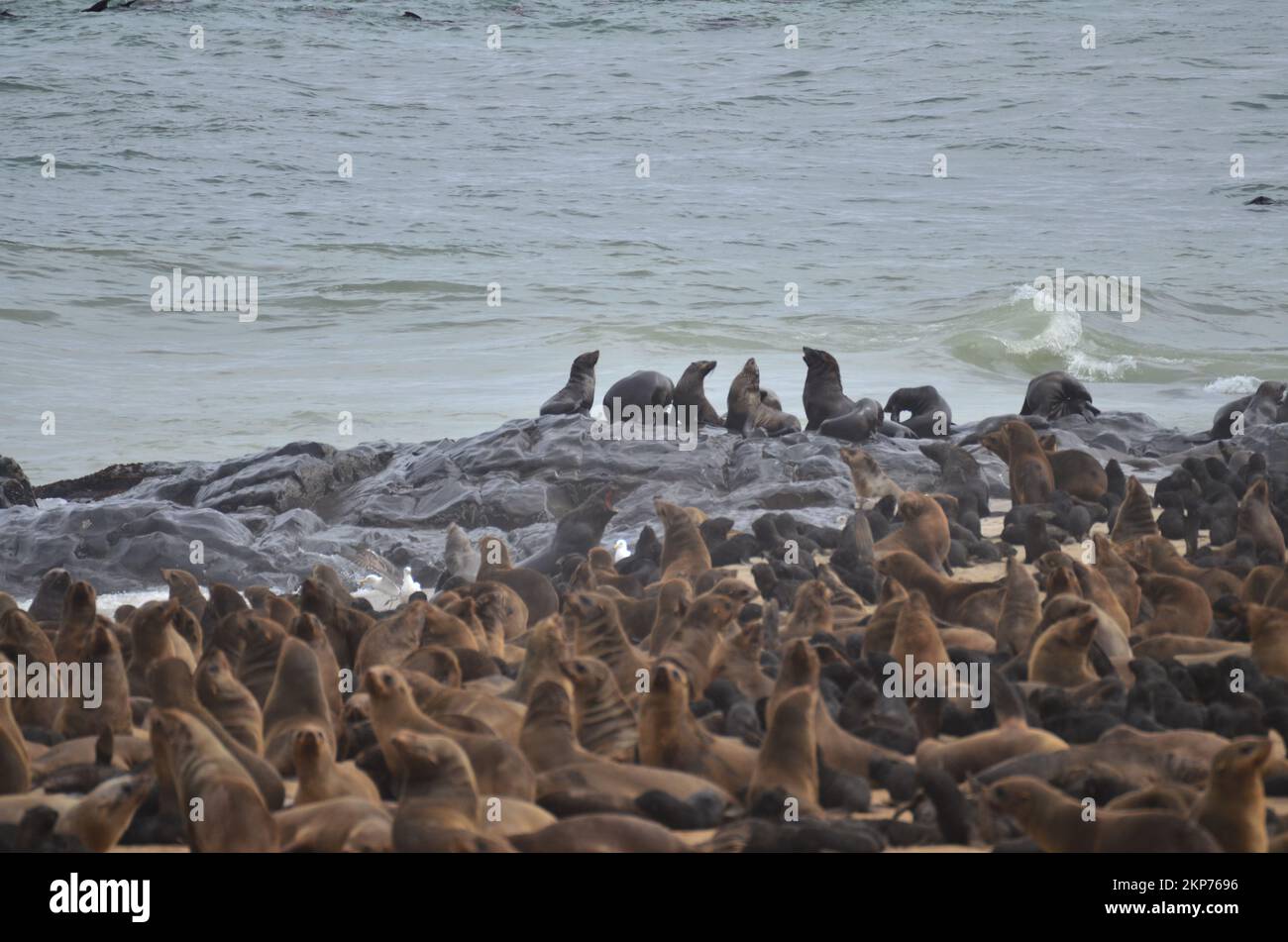 Colony of Seals at Cape Cross Namibia Africa Stock Photo - Alamy