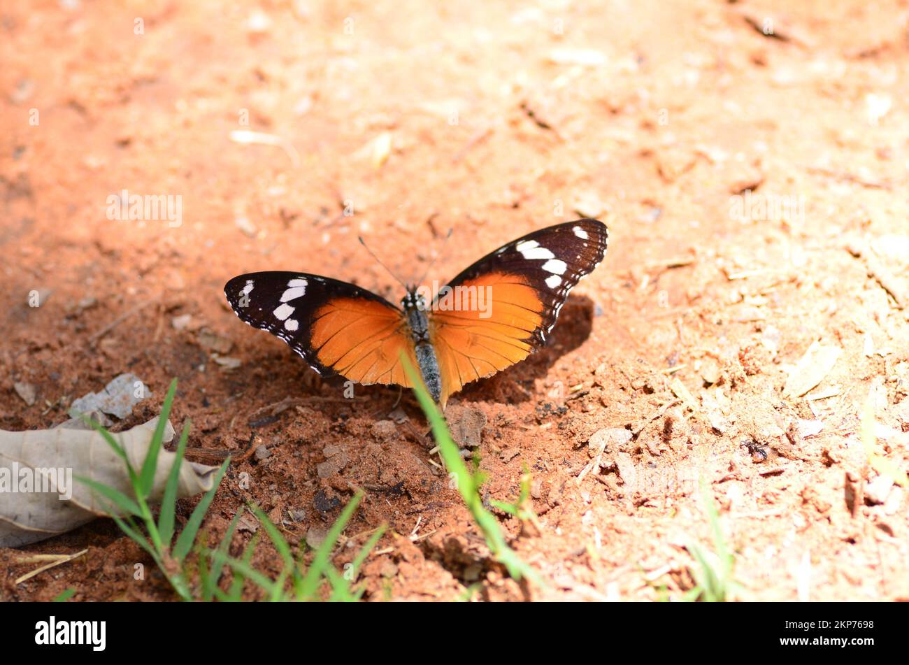Monarch Butterfly on red Sand Namibia Africa orange black Stock Photo ...