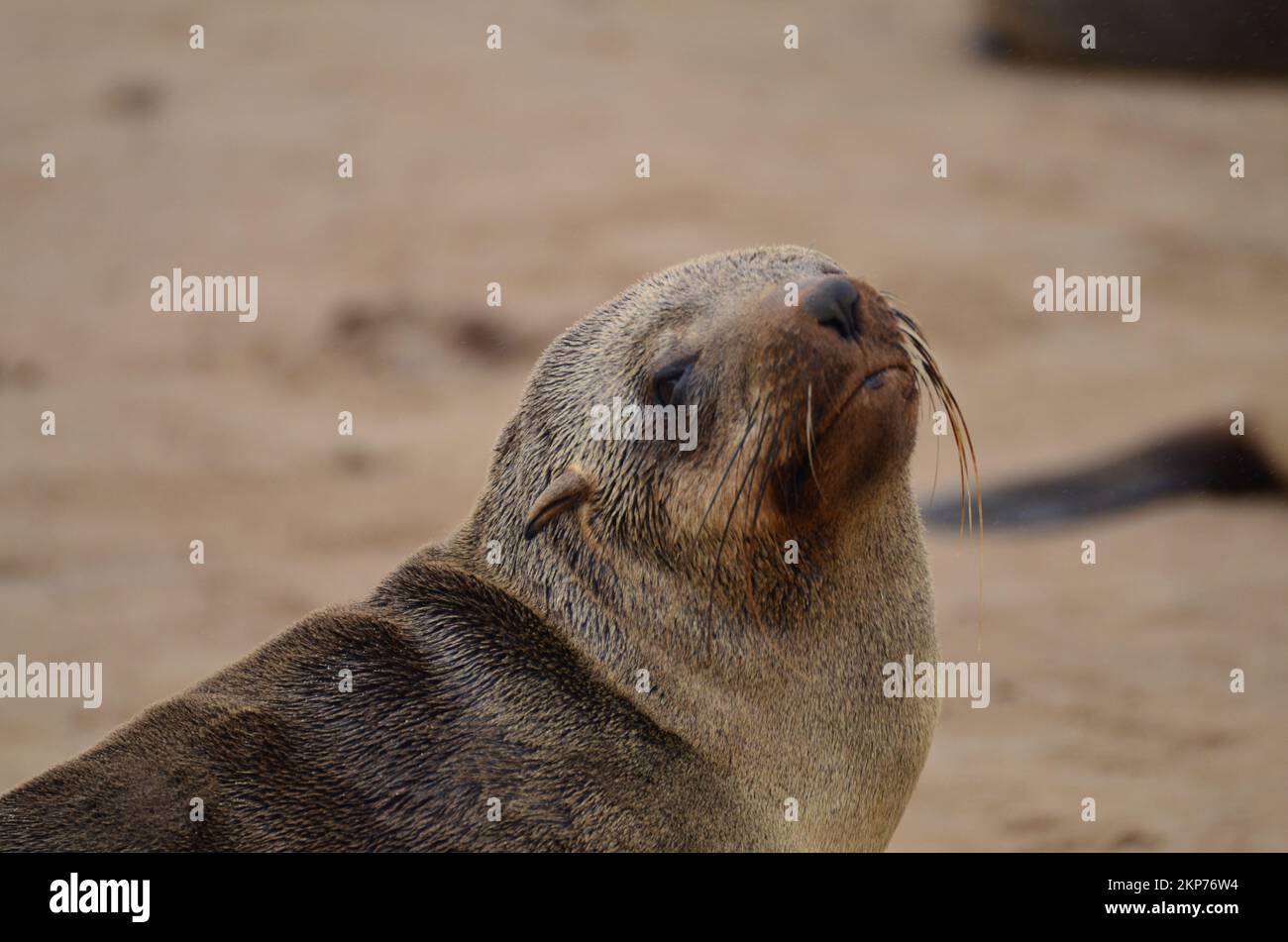 Seal Portrait cape cross Seal reserve Namibia Africa Stock Photo - Alamy