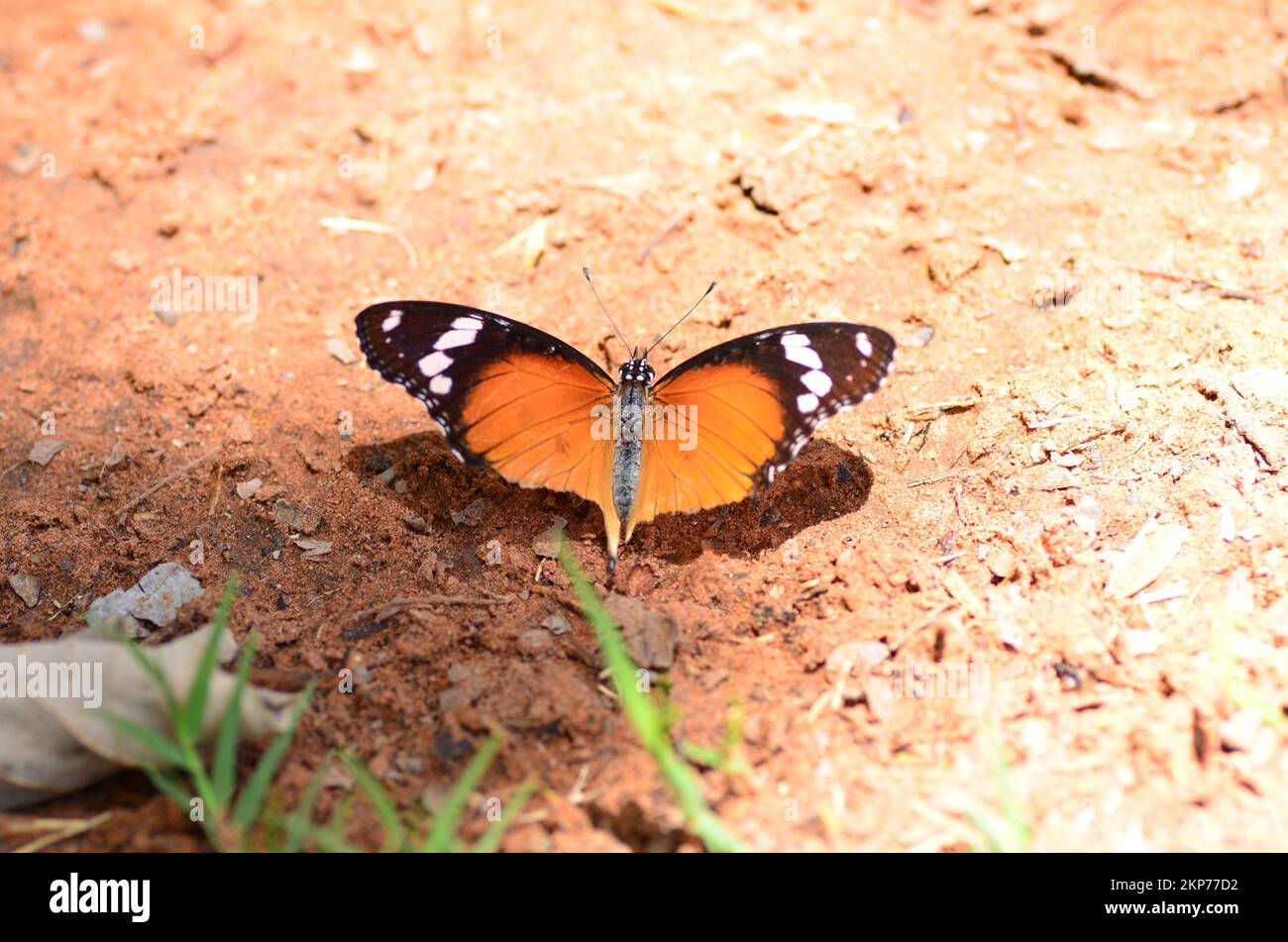 Monarch Butterfly on red Sand Namibia Africa orange black Stock Photo ...