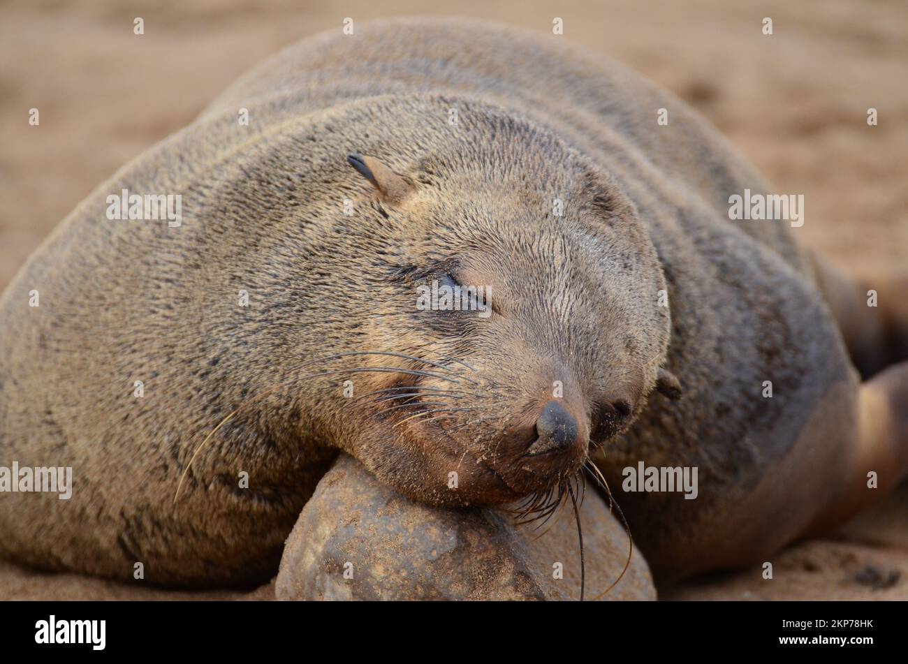 Seal Portrait cape cross Seal reserve Namibia Africa Stock Photo - Alamy