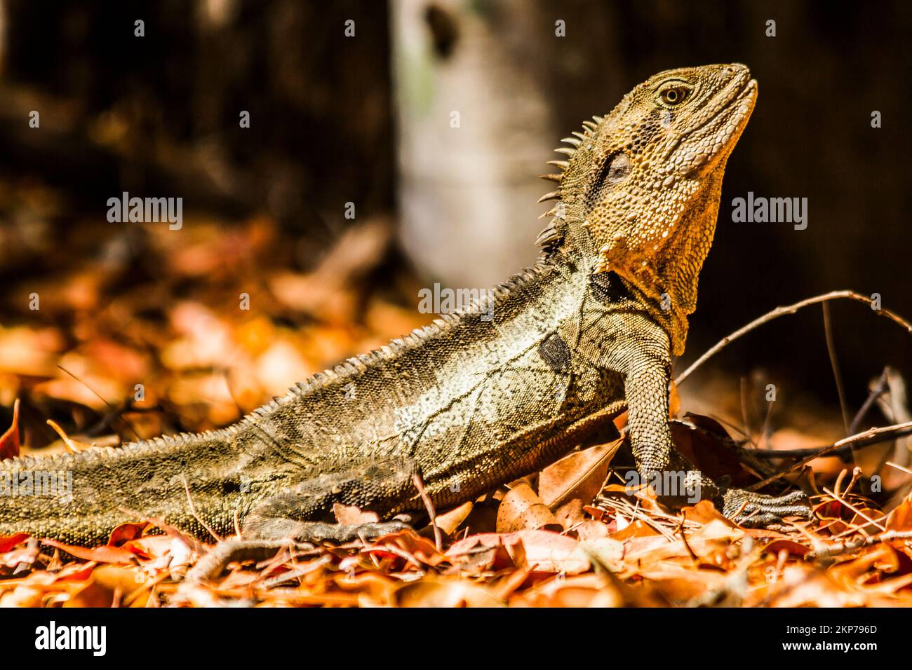 Bearded water dragon hi-res stock photography and images - Alamy