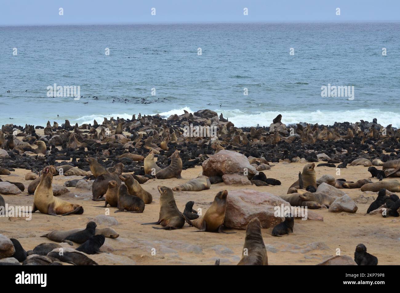 Namibia beach lion hi-res stock photography and images - Alamy