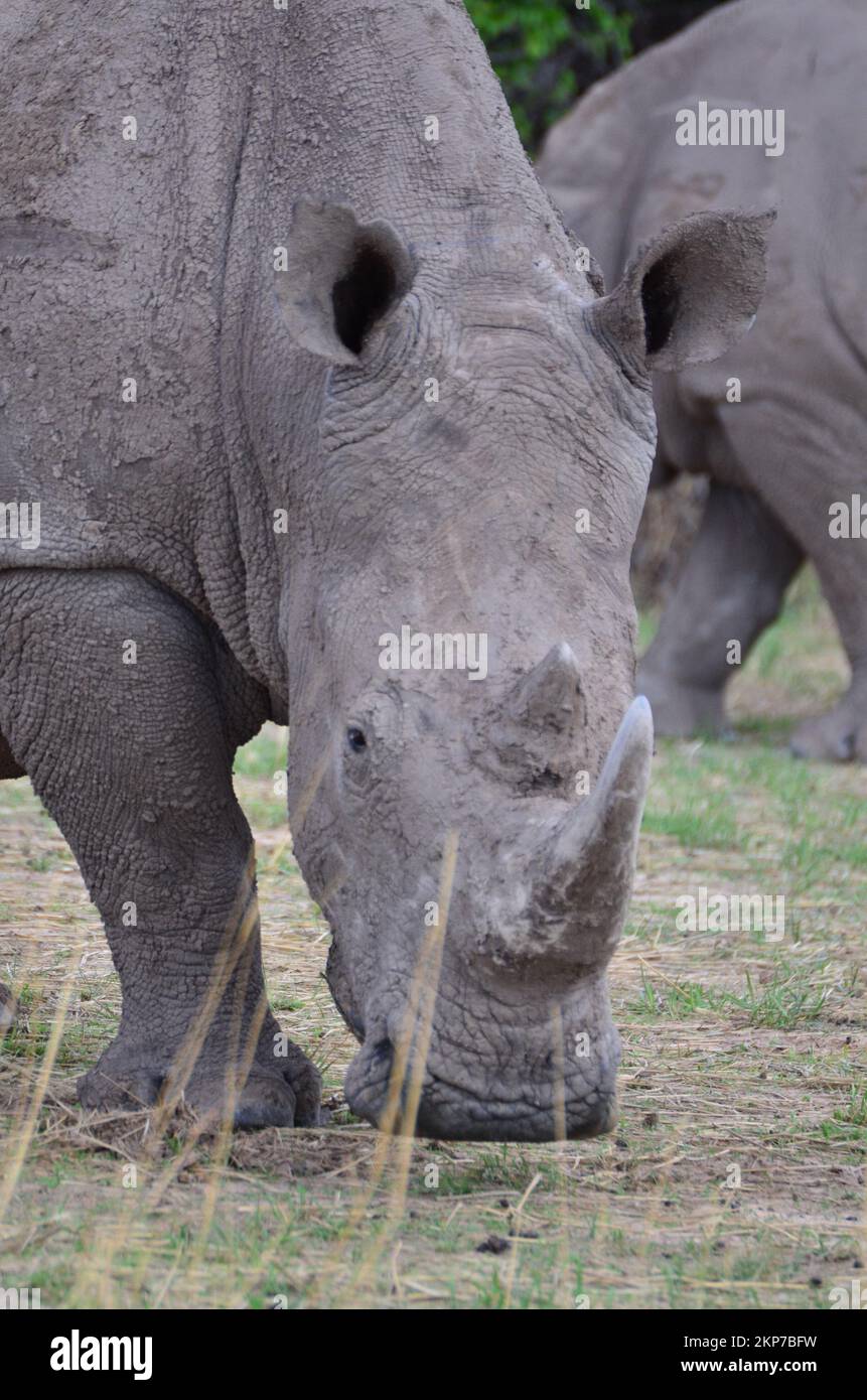 White Rhino in savannah Namibia Africa Breitmaul Nashorn Stock Photo - Alamy