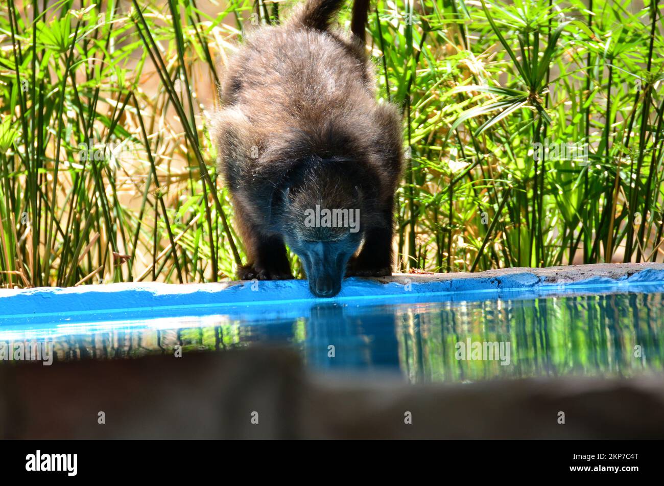 Baboon drinking Water monkey Ape Namibia Africa Stock Photo - Alamy