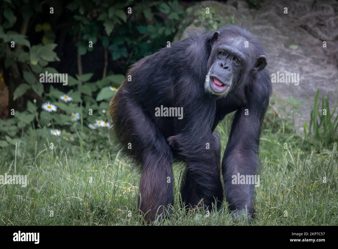 A chimpanzee sitting in green grass in a zoo Stock Photo - Alamy