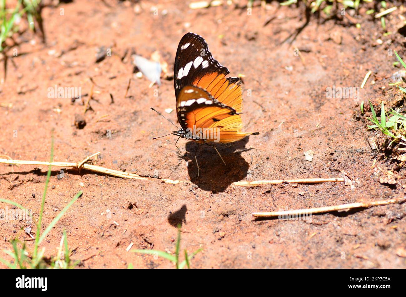 Monarch Butterfly on red Sand Namibia Africa orange black Stock Photo ...