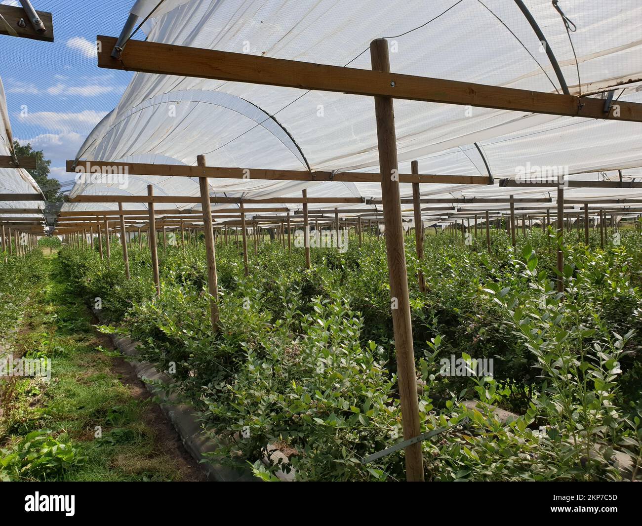 A scenic view of green plantations in a greenhouse Stock Photo - Alamy