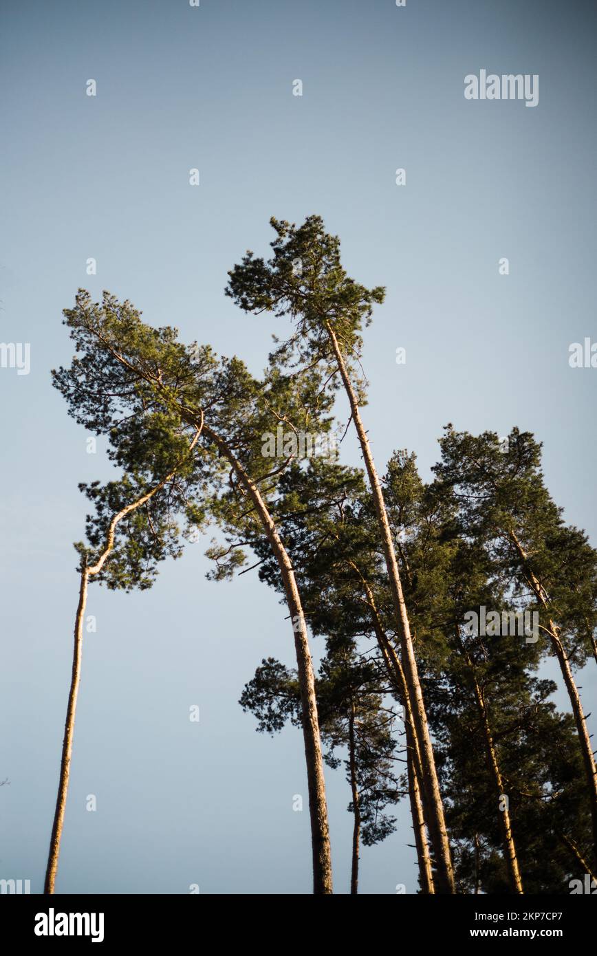 A low angle shot of tall trees with blue sky background Stock Photo - Alamy