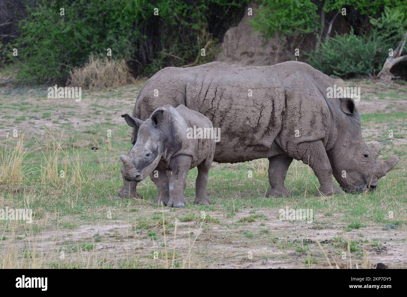 White Rhino in savannah Namibia Africa Breitmaul Nashorn Stock Photo ...