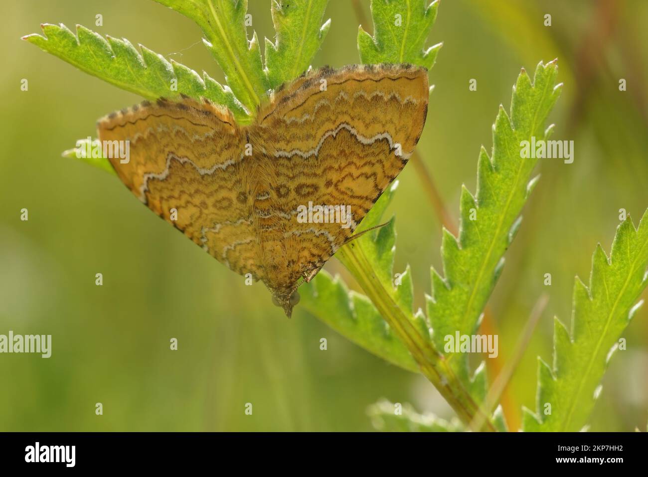 Natural closeup on a fresh emerged Yellow shell moth, Camptogramma ...