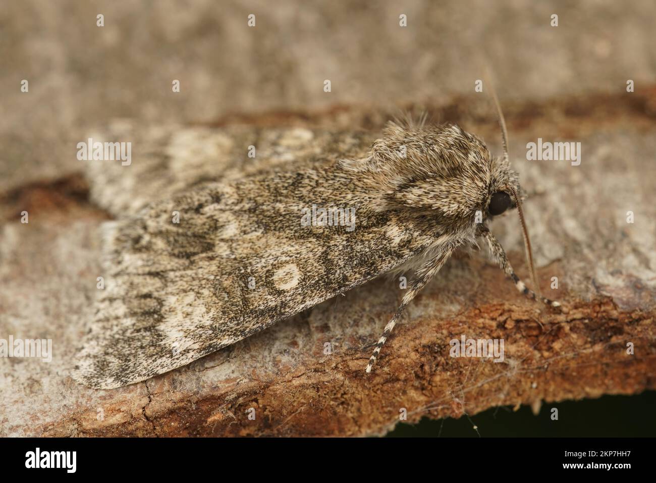 Poplar grey acronicta megacephala hi-res stock photography and images ...