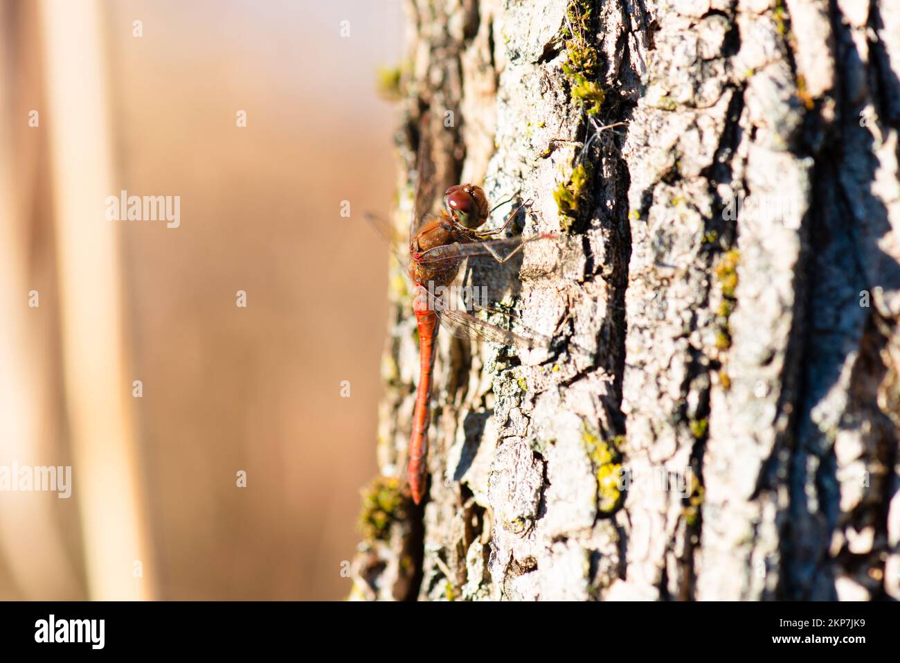 Red dragonfly, Neurothemis fluctuans is sitting on a wood, Haff Reimich ...