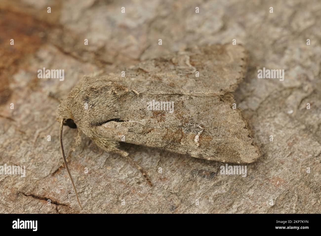 Natural closeup on the Rustic Shoulder-knot owlet moth, Apamea sordens ...