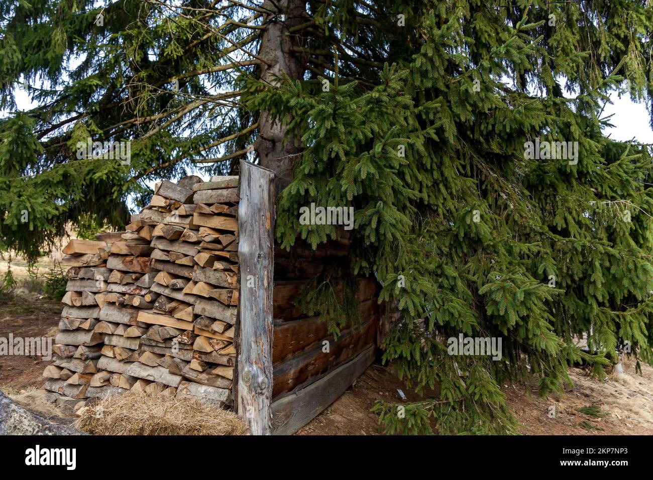 Dry chopped firewood stacked under a fir tree with beautiful green ...