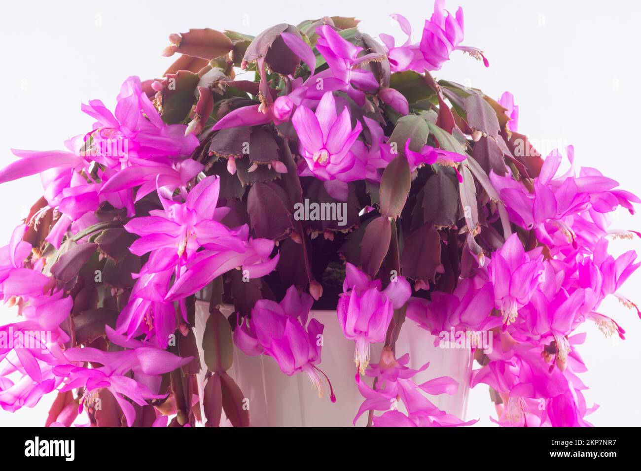 Christmas cactus in flower, Schlumbergera Stock Photo - Alamy