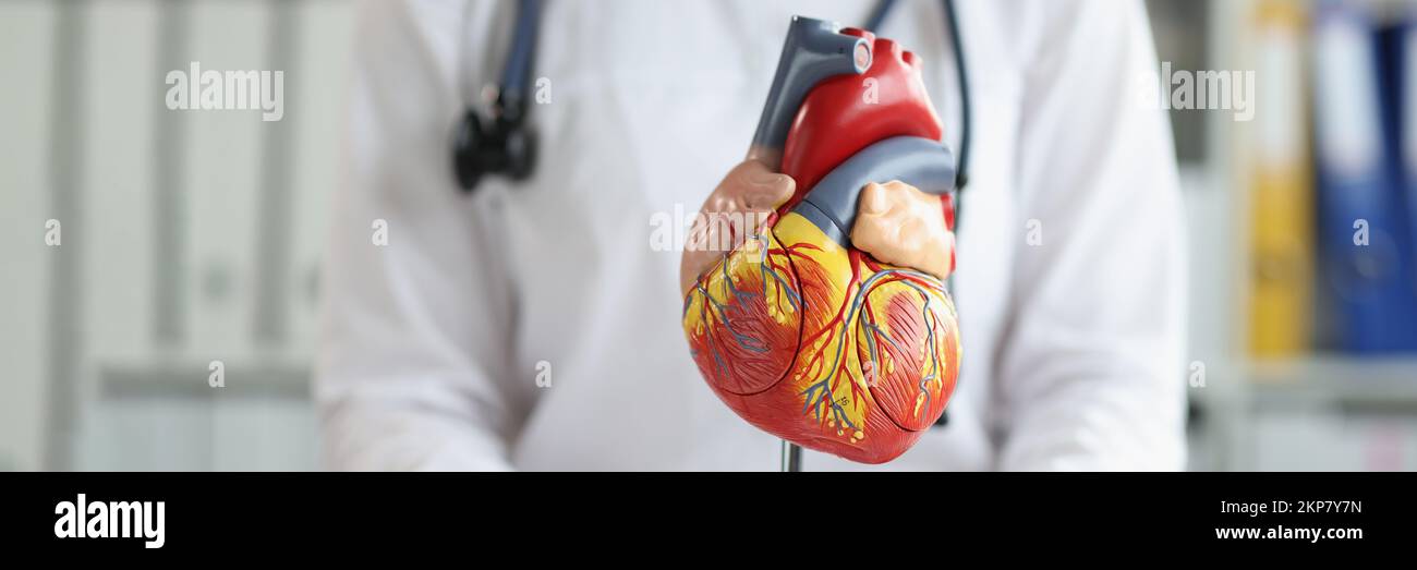 Plastic heart model in hospital, check up your heart, professional ...