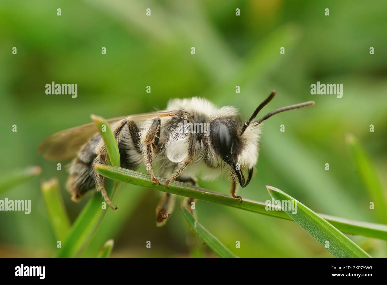 Detailed natural closeup on a male grey mining bee, Andrena vaga ...
