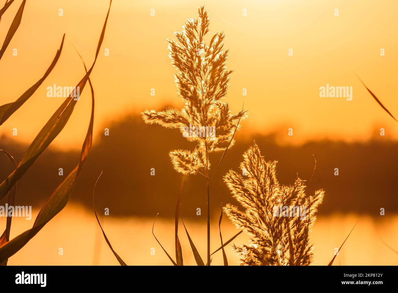 Reed flower against the light in a pond of Camargue at sunset Stock ...