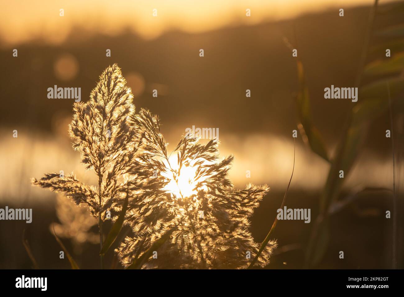 Reed flower against the light in a pond of Camargue at sunset Stock ...